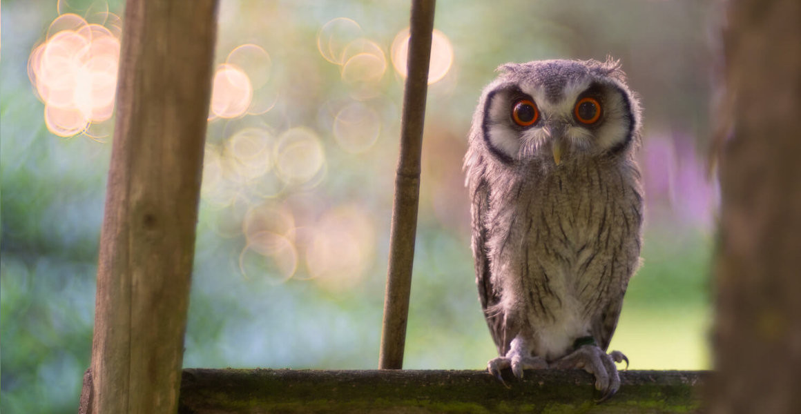 Meyer Optik Görlitz - Unique lenses with character