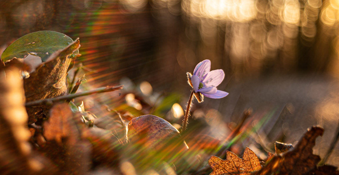 Meyer Optik Görlitz - Unique lenses with character