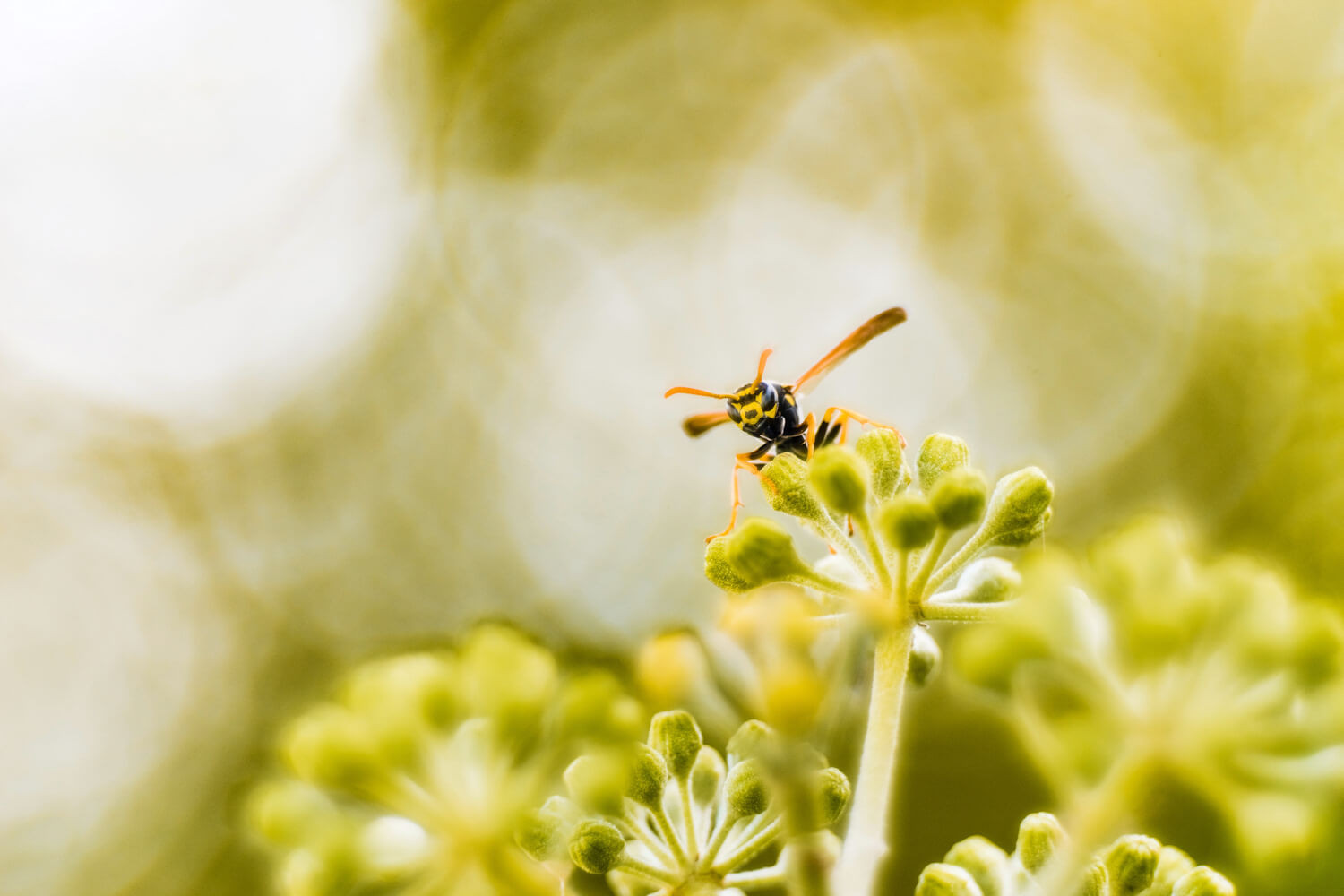 Meyer Optik Görlitz - Unique lenses with character